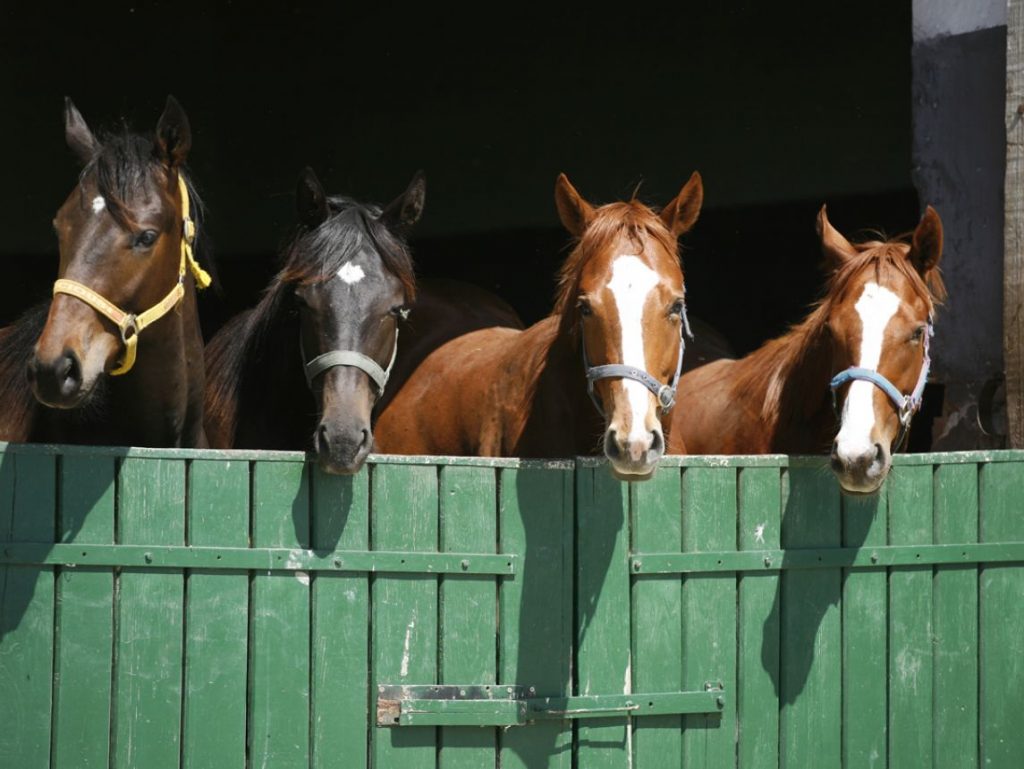 The Most Interesting Horse Racing Facts RacingQuestions co uk the-most-interesting-horse-racing-facts-racingquestions-co-uk
